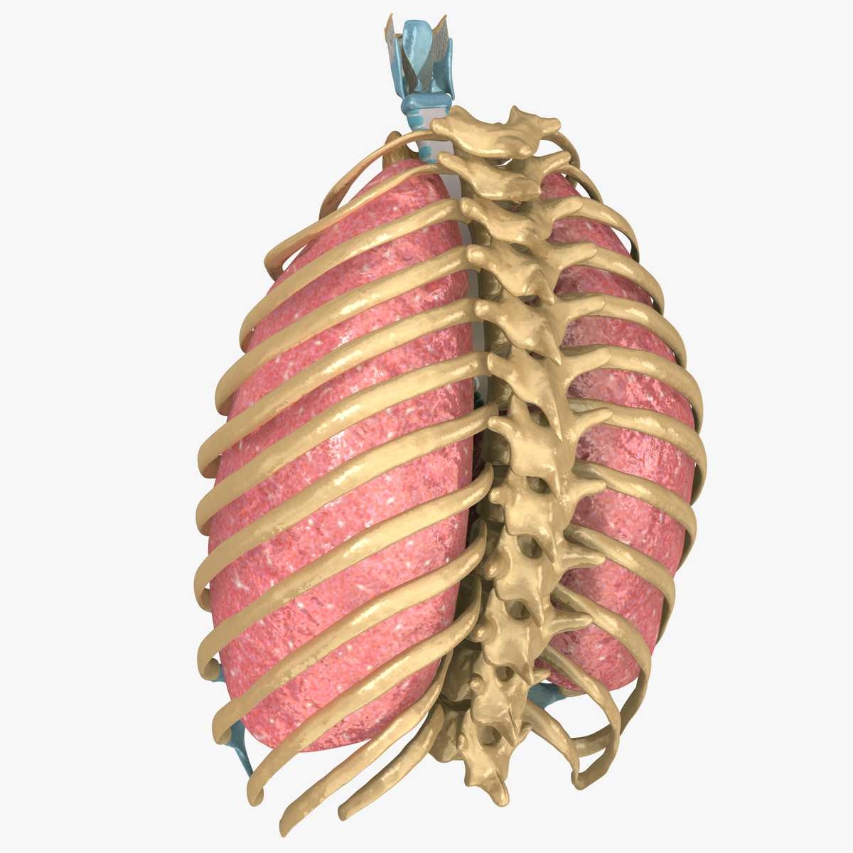 human rib cage respiratory 3d model