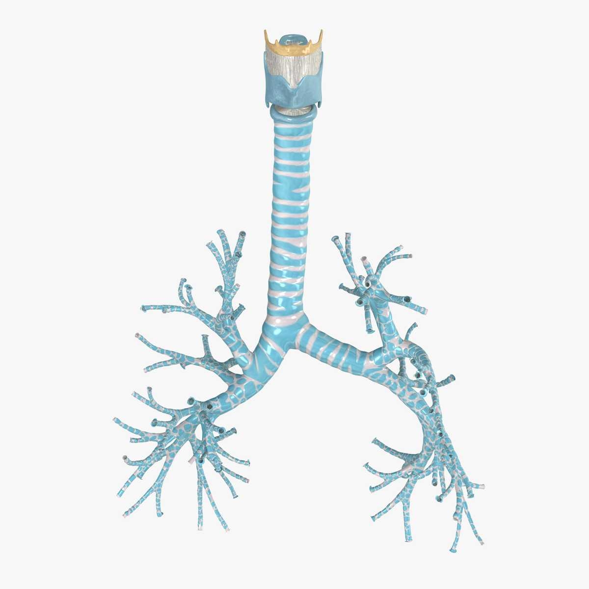 human rib cage respiratory 3d model