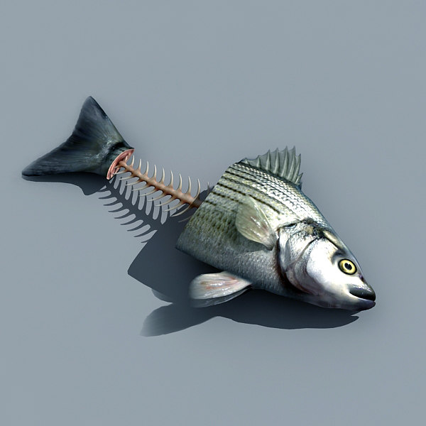 3d cutted fish model