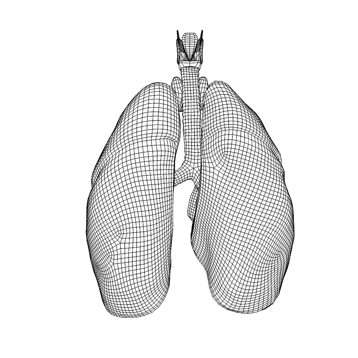 human rib cage respiratory 3d model