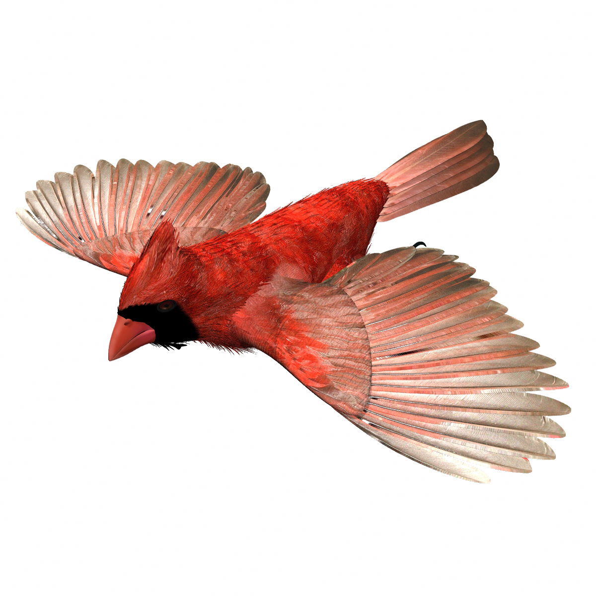 cardinal bird flight lightwave male 3d model
