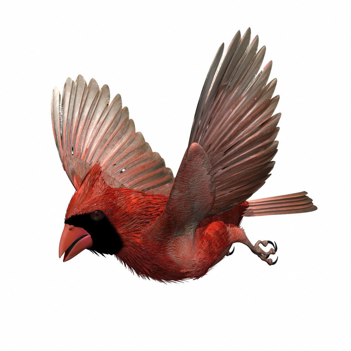 cardinal bird flight lightwave male 3d model
