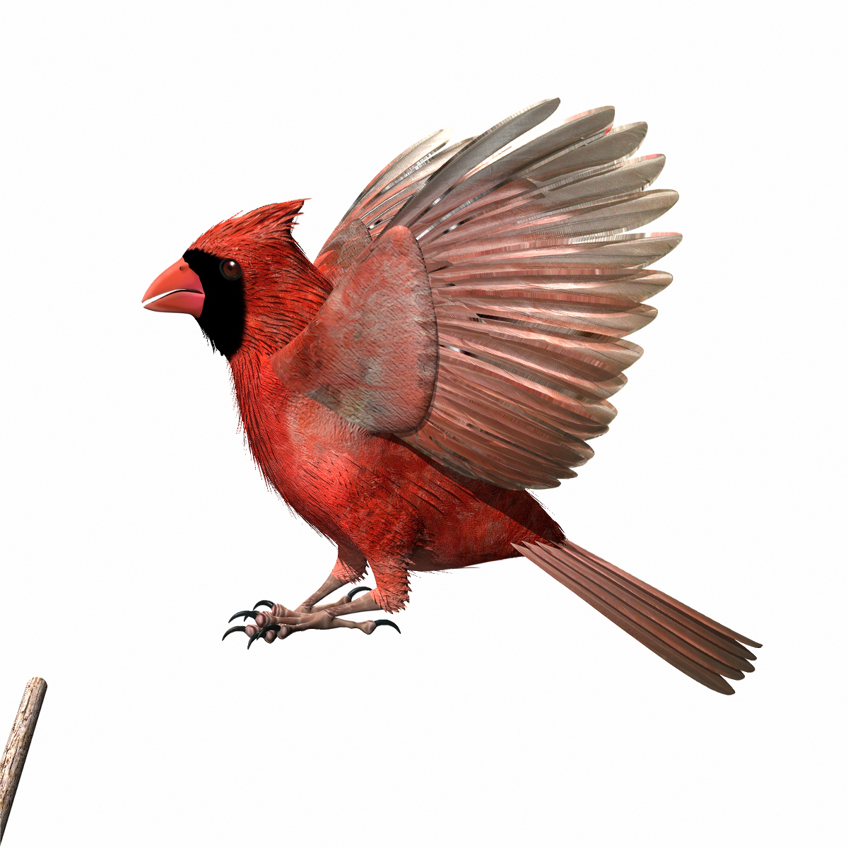 cardinal bird flight lightwave male 3d model