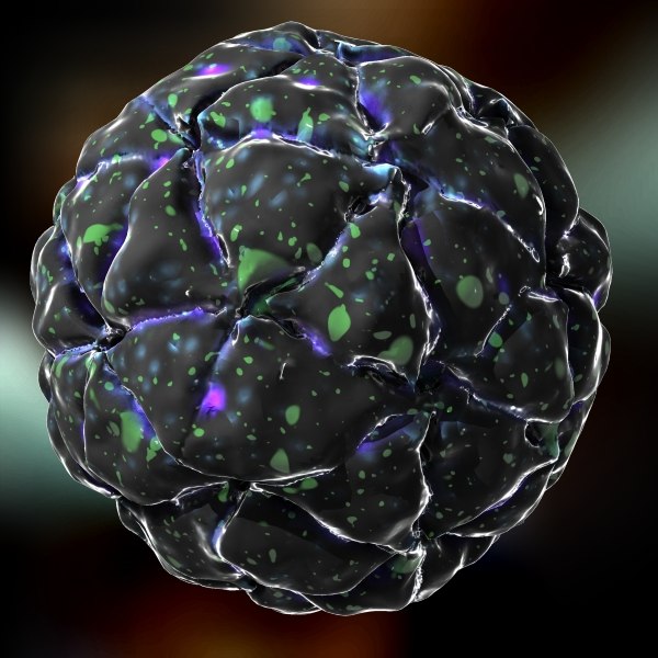 max black beetle virus