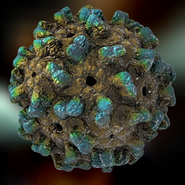 carnation mottle virus 3d max