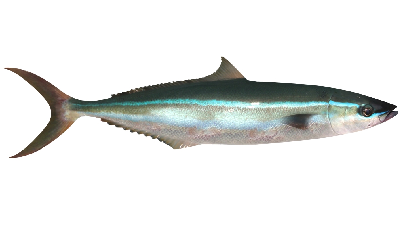 3d rainbow runner yellowtail salmon model