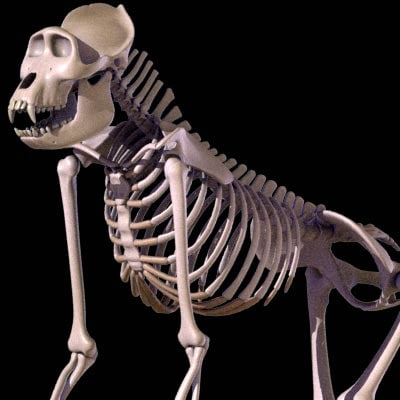 gorilla skeleton obj