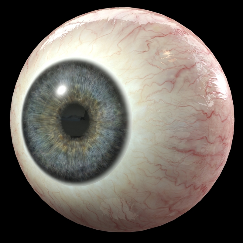 3d eye human iris model