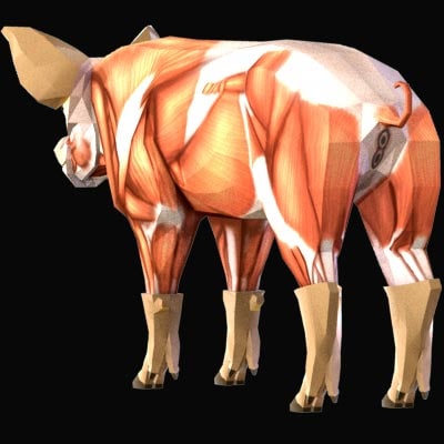 pig anatomy heart 3d model