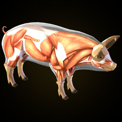 猪解剖学3D模型 - TurboSquid 655972