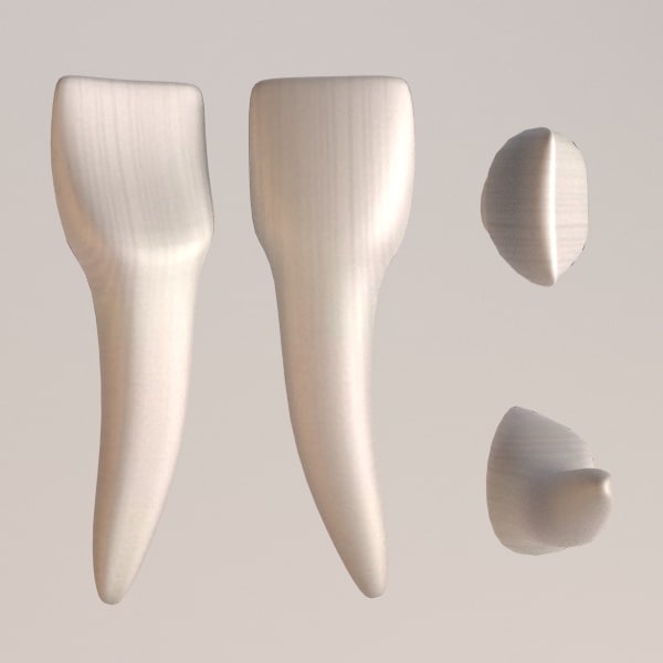 3d central incisor model