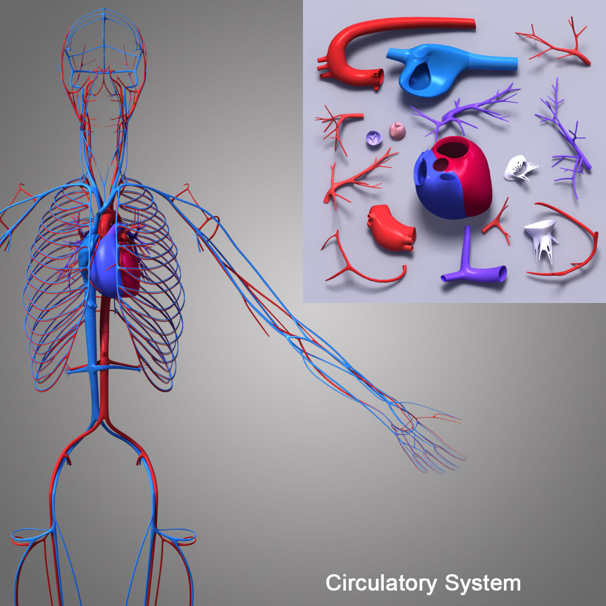 female body circulatory 3d model
