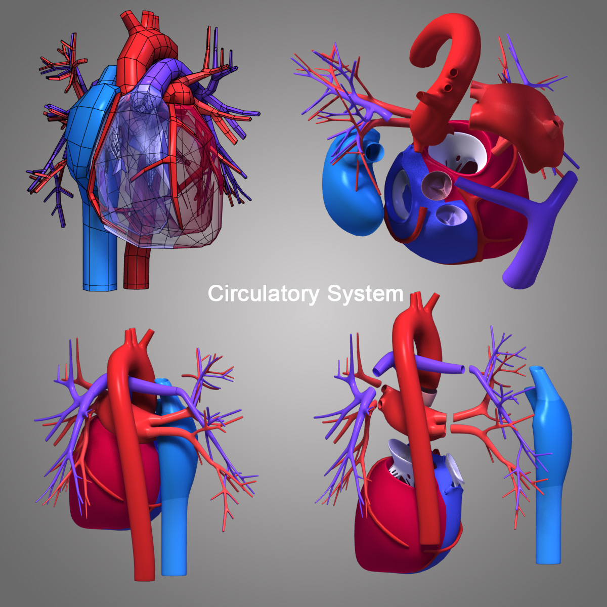 female body circulatory 3d model