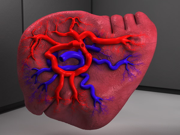 3d realistic human spleen model