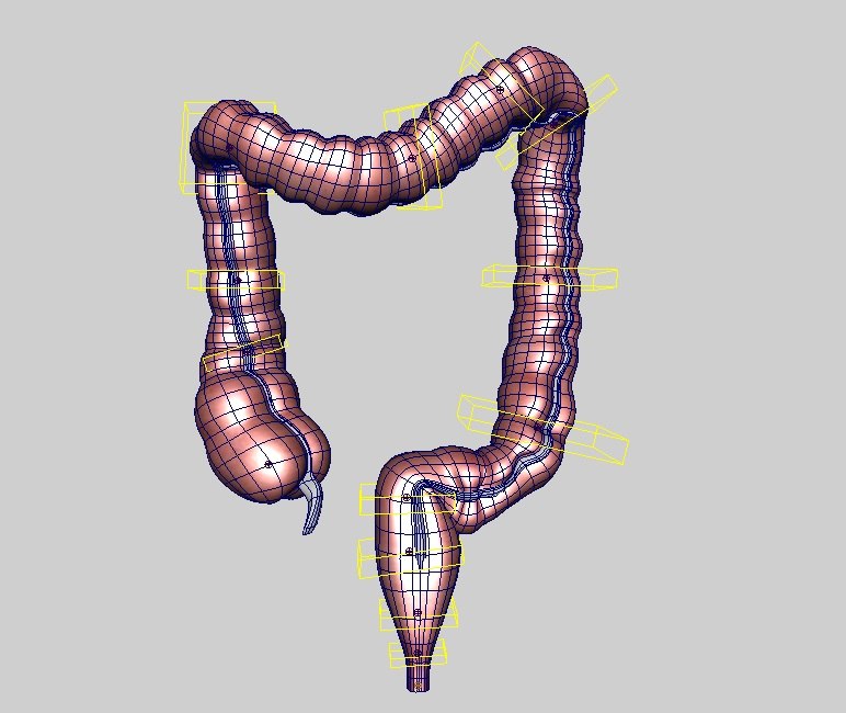3d model bowel