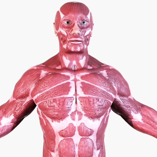 human muscular anatomy 3d model