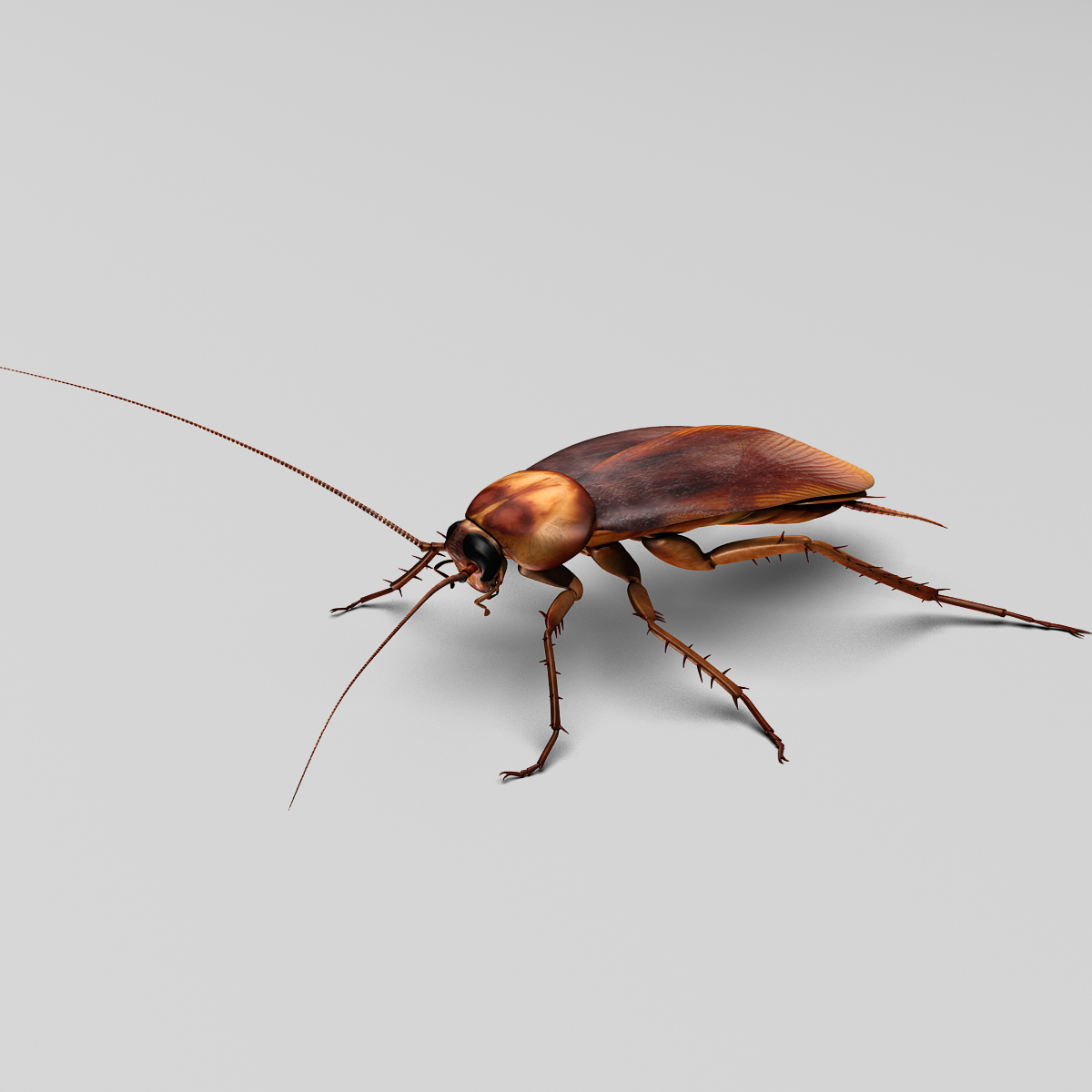 realistic cockroach 3d max