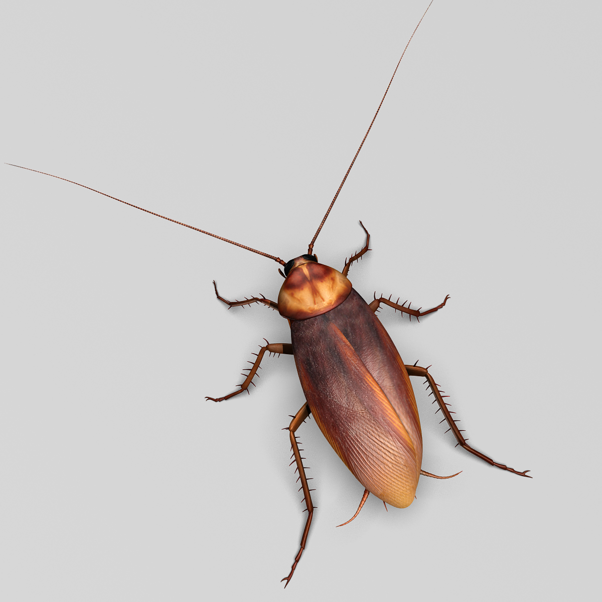 realistic cockroach 3d max