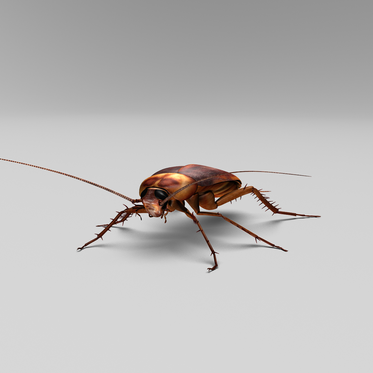realistic cockroach 3d max