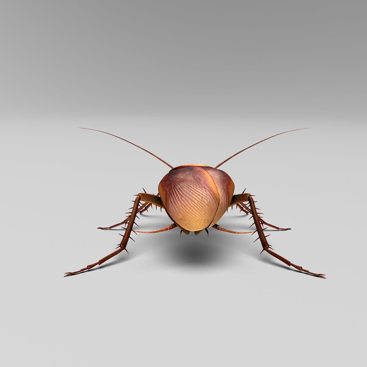 realistic cockroach 3d max