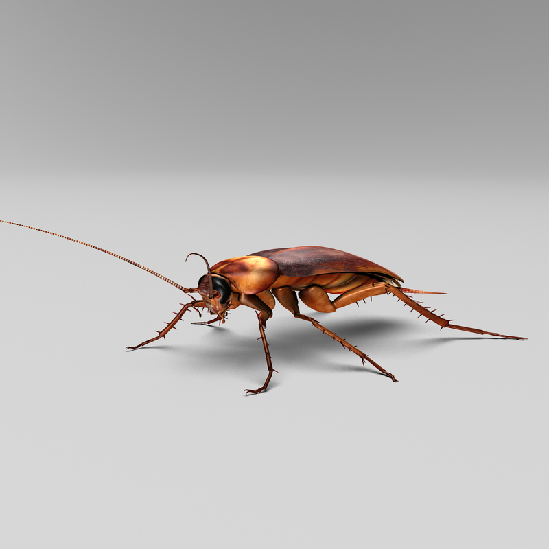 realistic cockroach 3d max