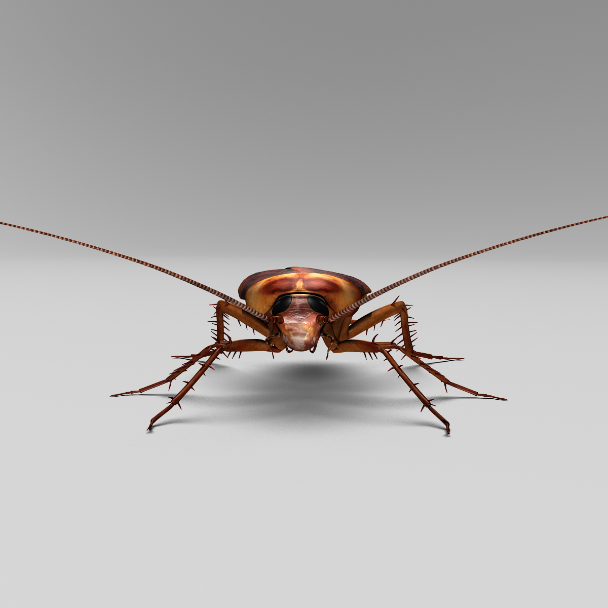realistic cockroach 3d max