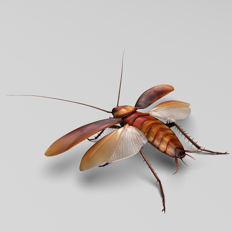 realistic cockroach 3d max