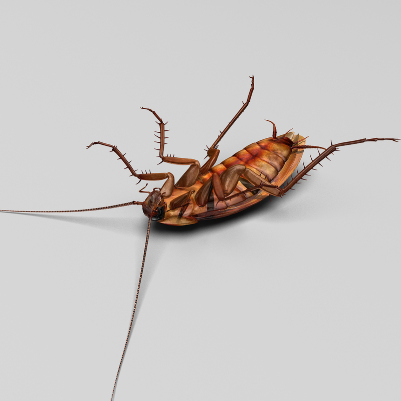 realistic cockroach 3d max