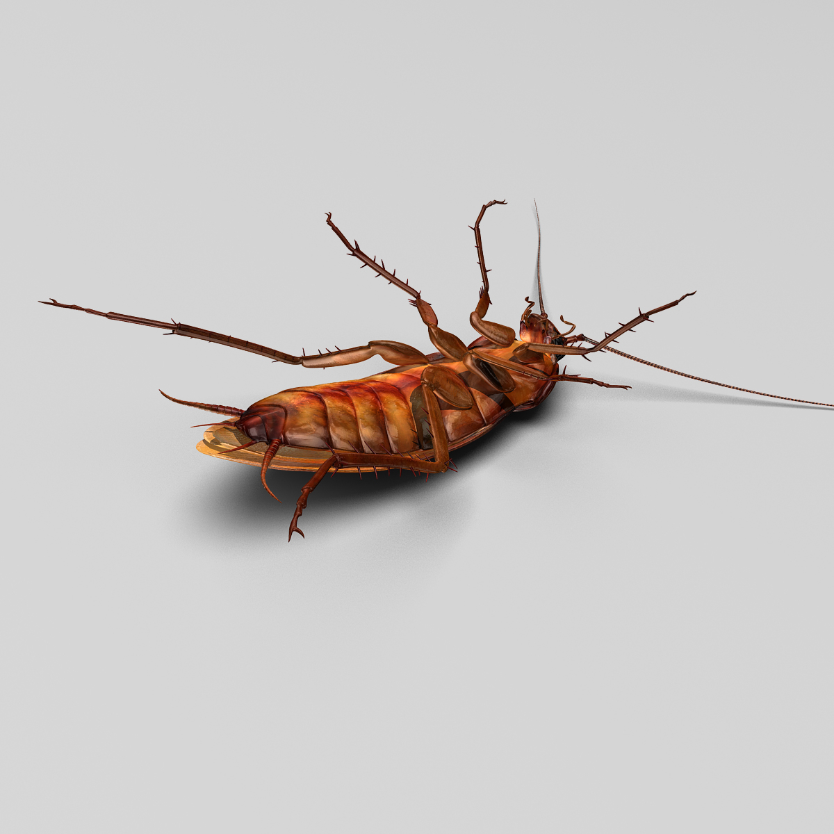 realistic cockroach 3d max