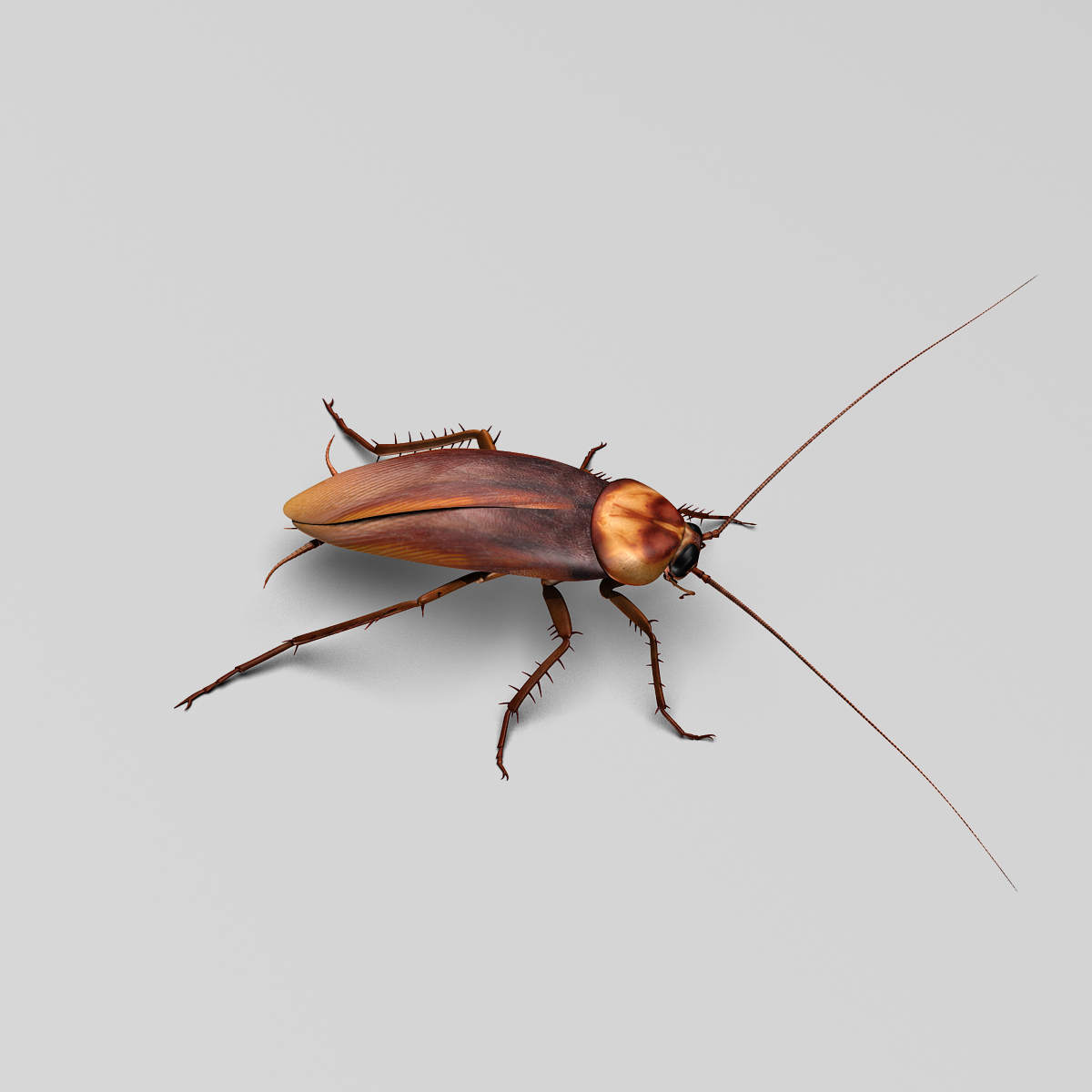 realistic cockroach 3d max