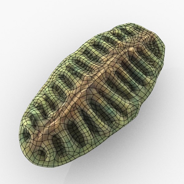 3d protist diatom