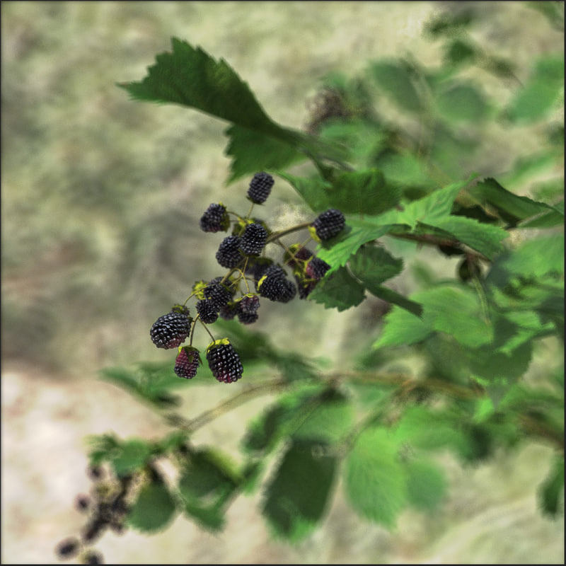 blackberry plants rubus 3d model