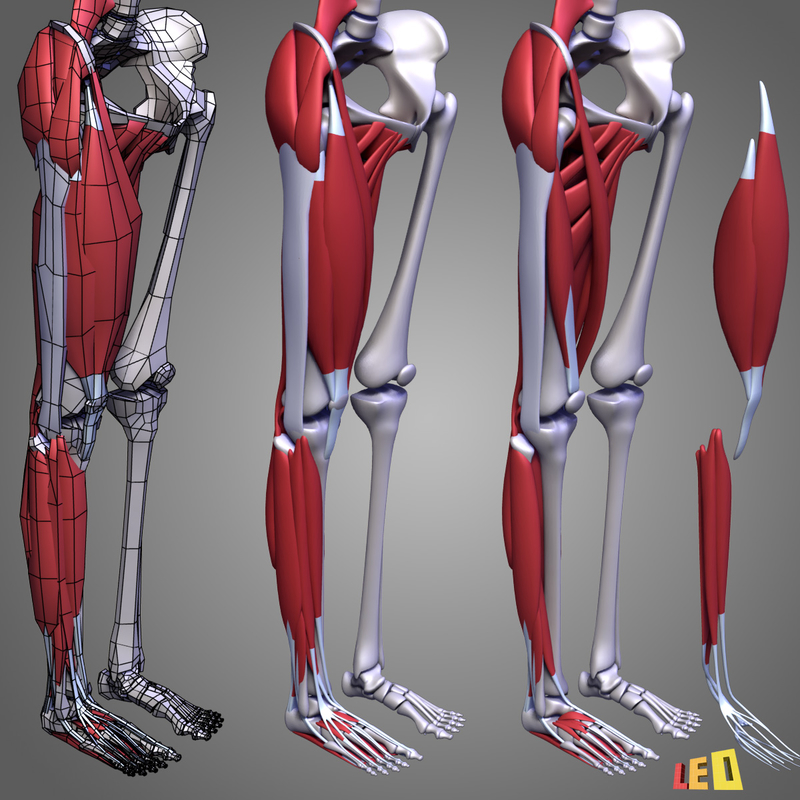 3d human leg muscles female body