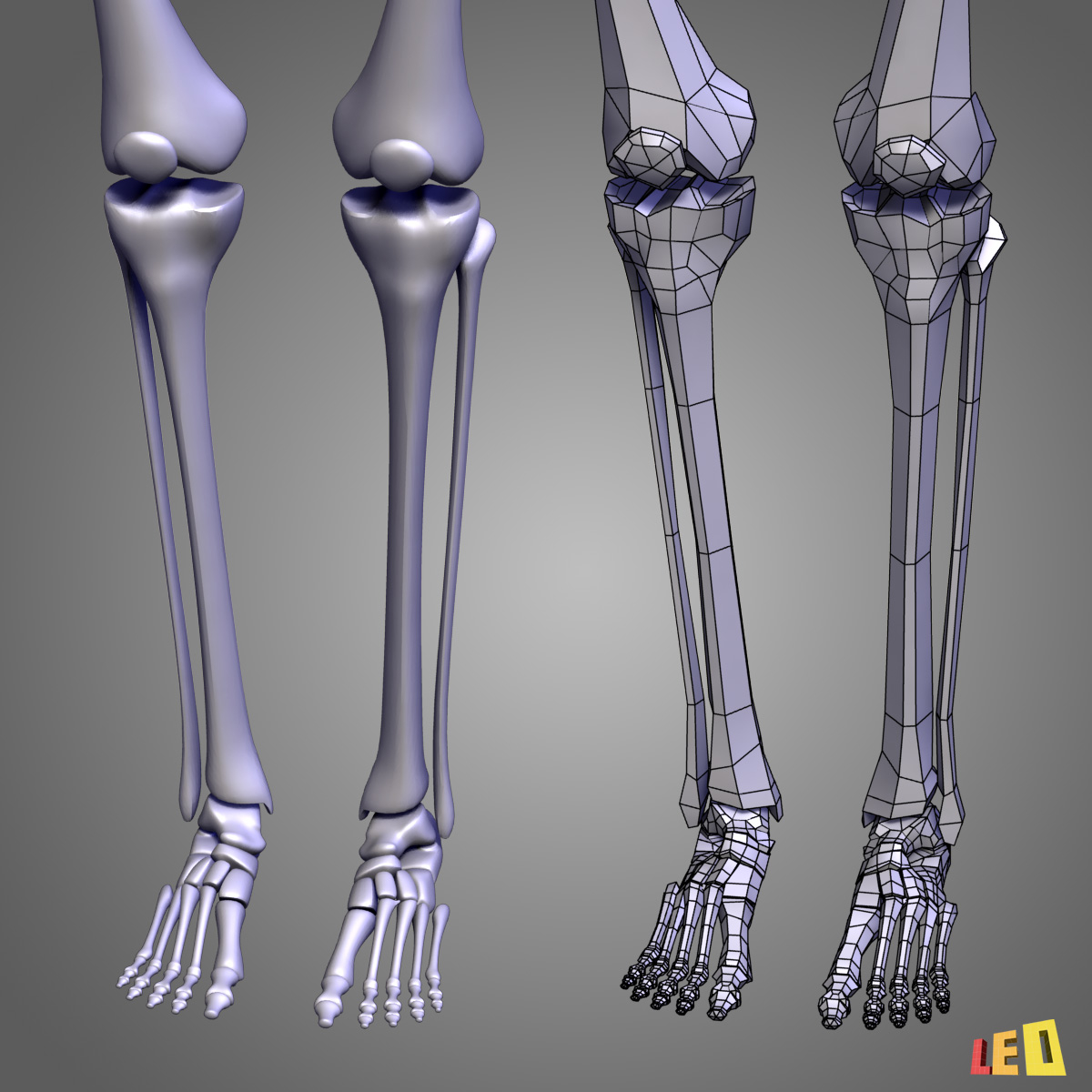 3d human leg muscles female body