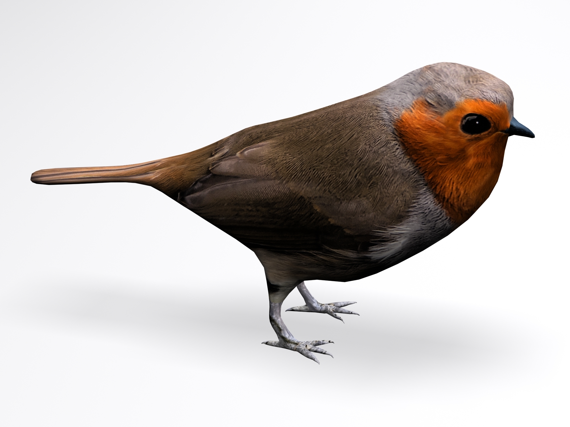 3d model european robin bird