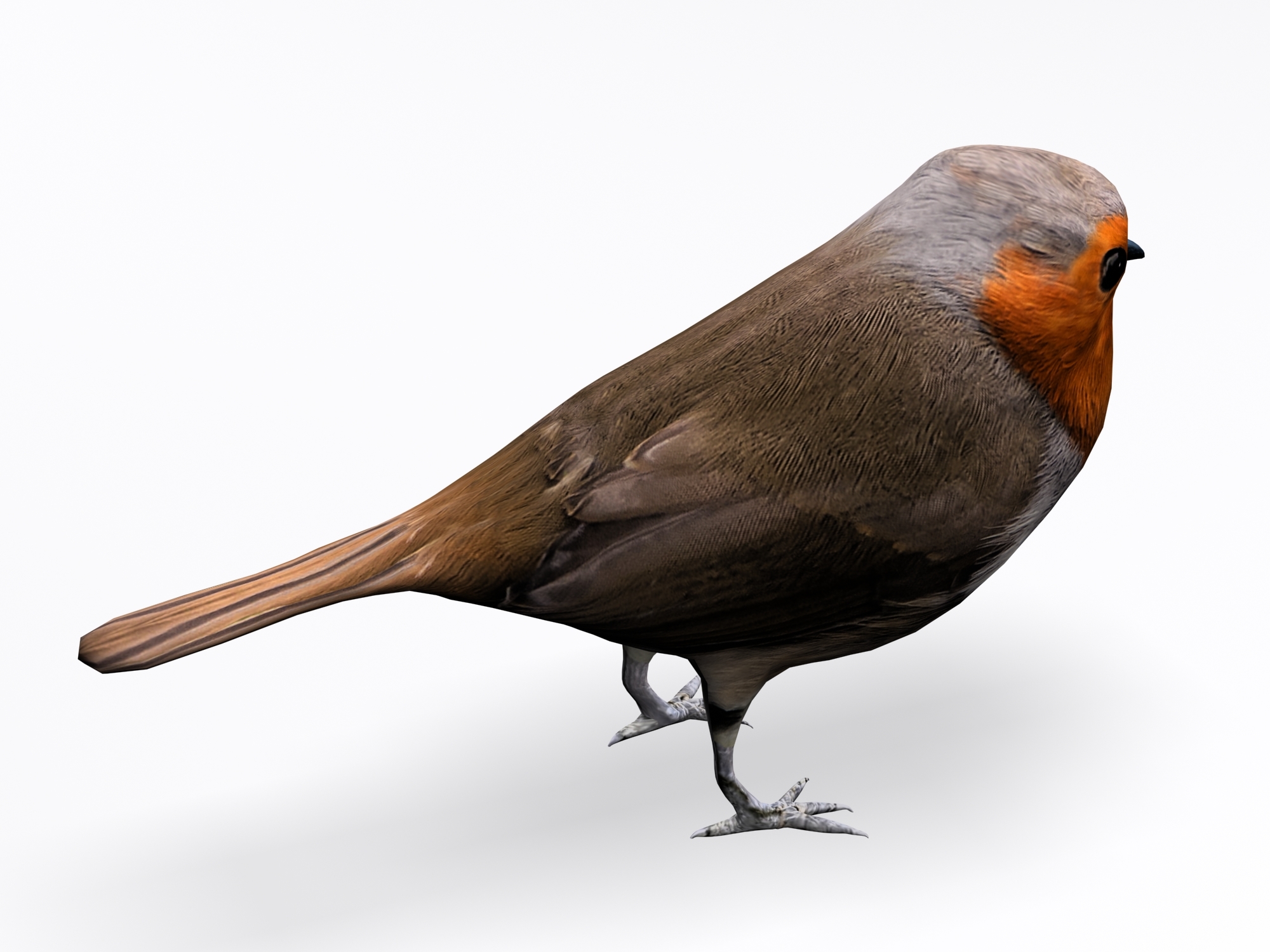 3d model european robin bird