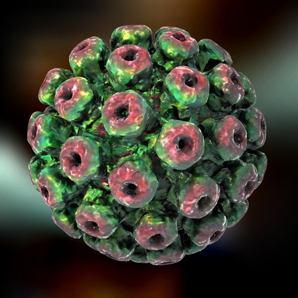 3d model polyomavirus