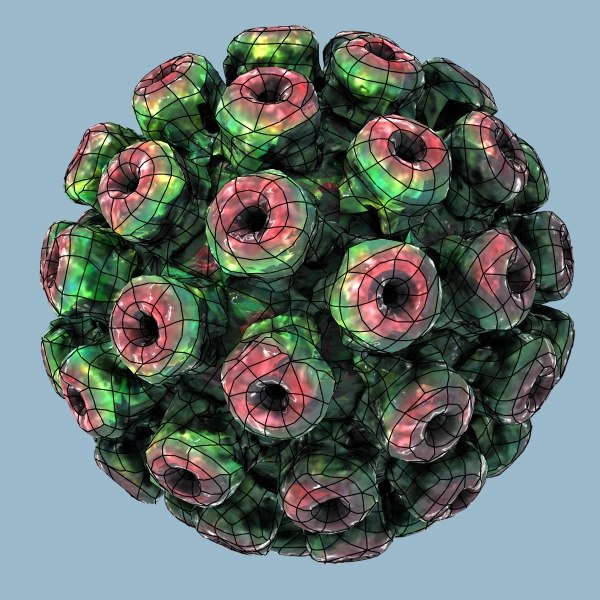 3d model polyomavirus