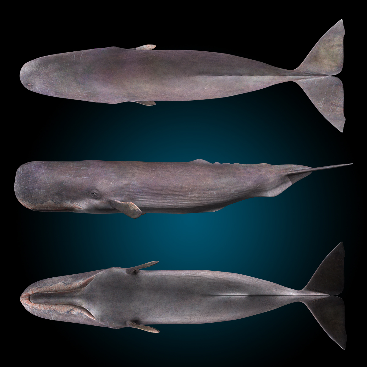 sperm whale 3d max