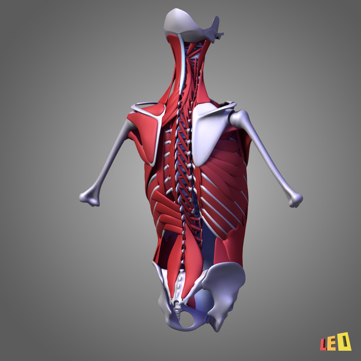 modelo 3d Los músculos del torso del cuerpo humano. - TurboSquid 647193