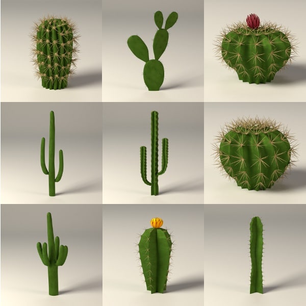 cactuses 3d model