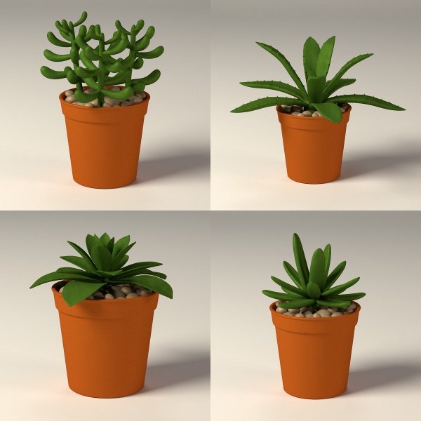 suculent pot 3d model