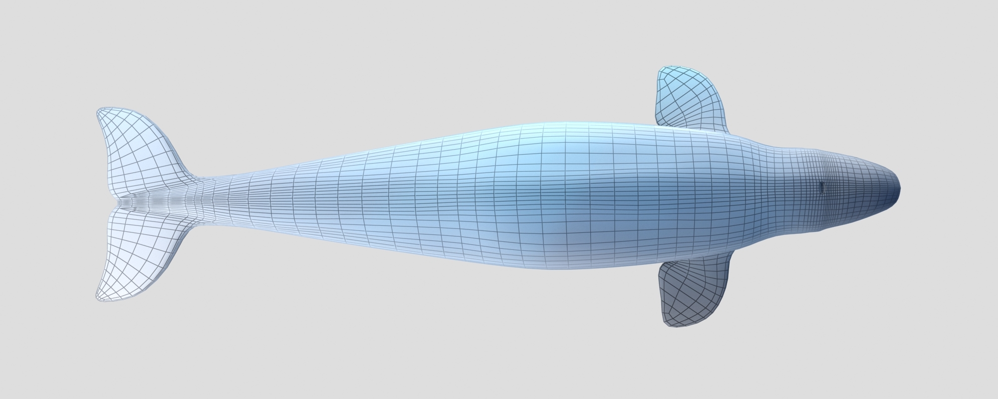 3d model beluga whale