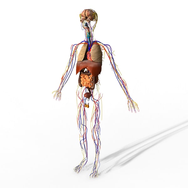 3d model male anatomy