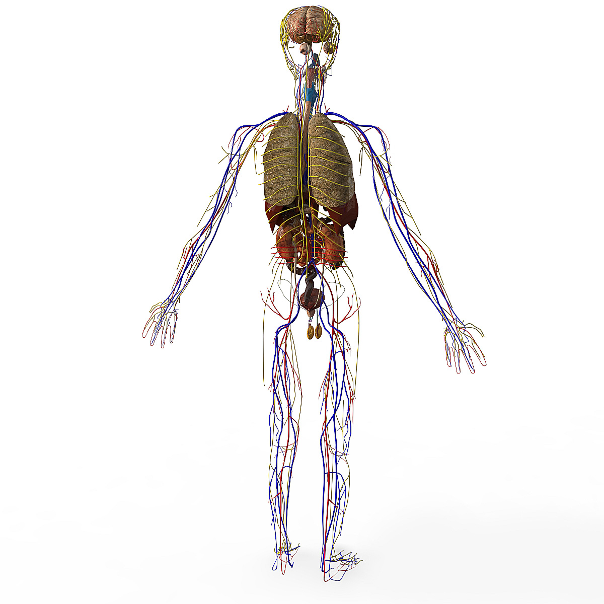 3d model male anatomy