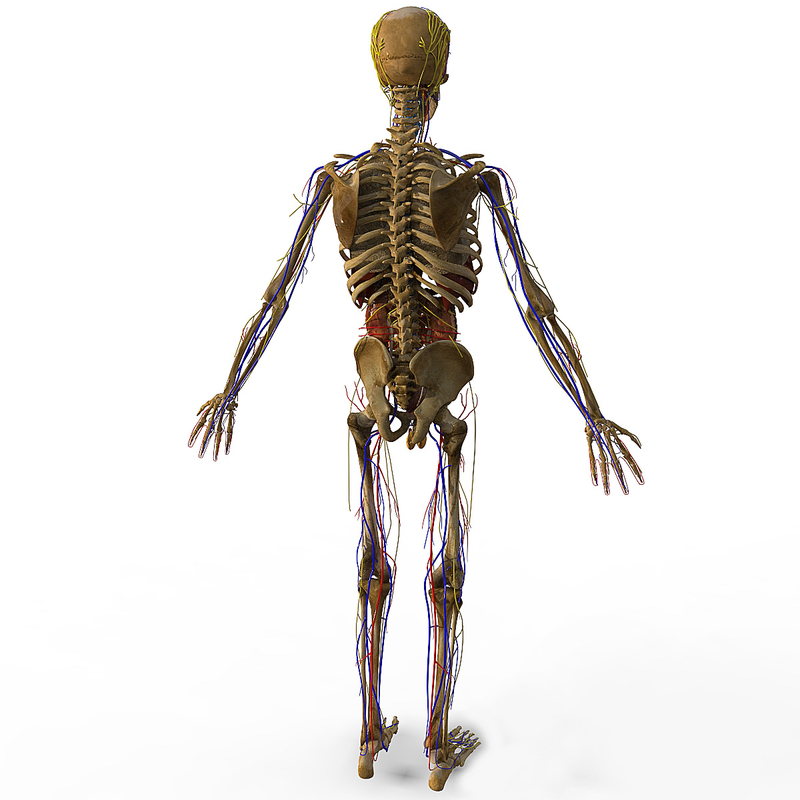 3d model male anatomy