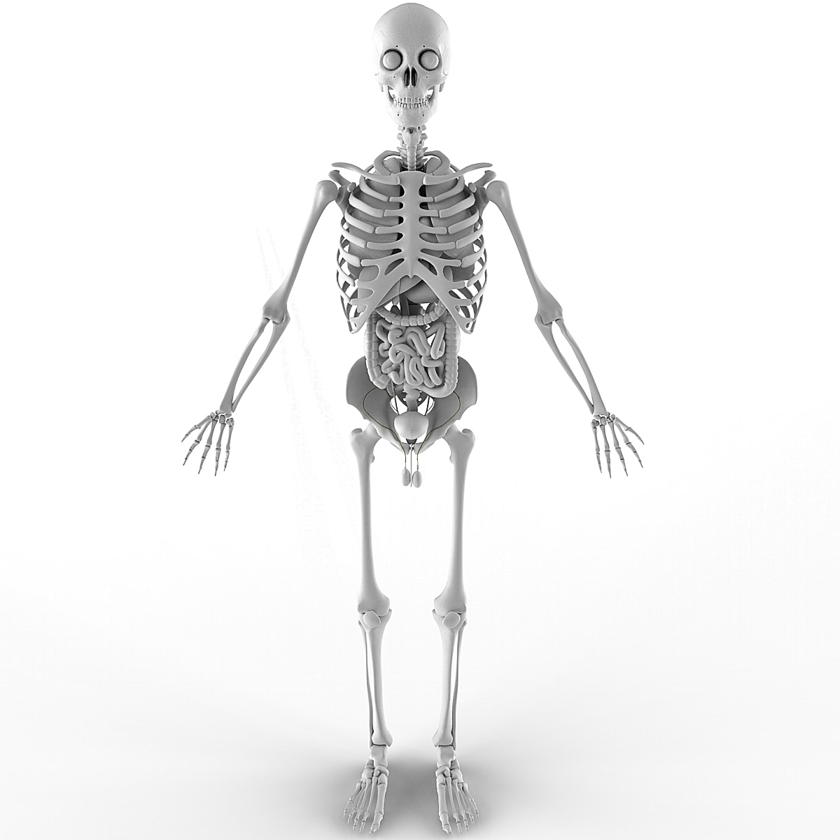 3d model male anatomy