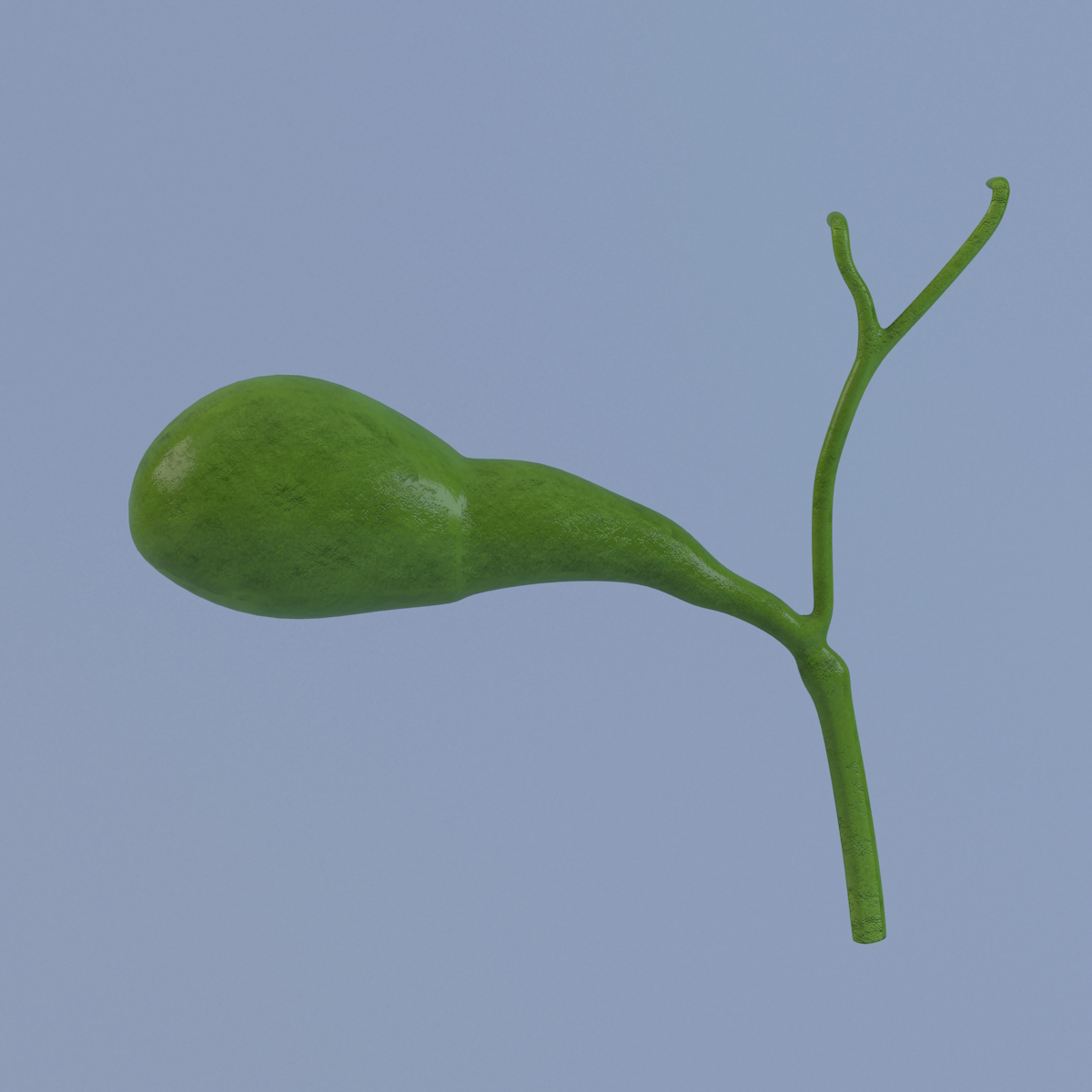 3d model gallbladder 2011