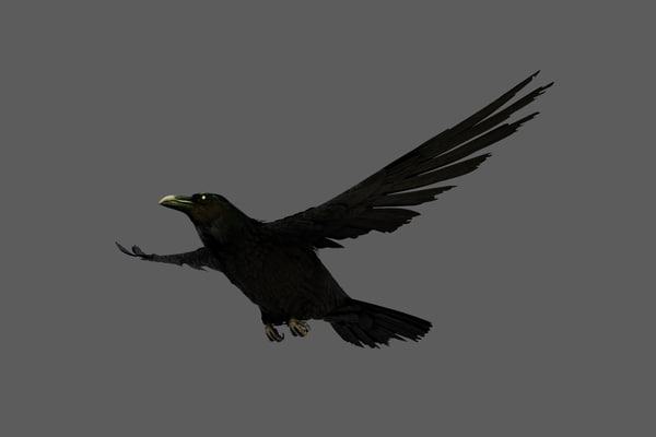 Crow 3D Models for Download | TurboSquid