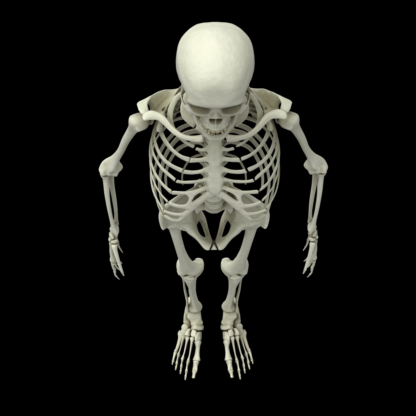 3d model skeleton rigged